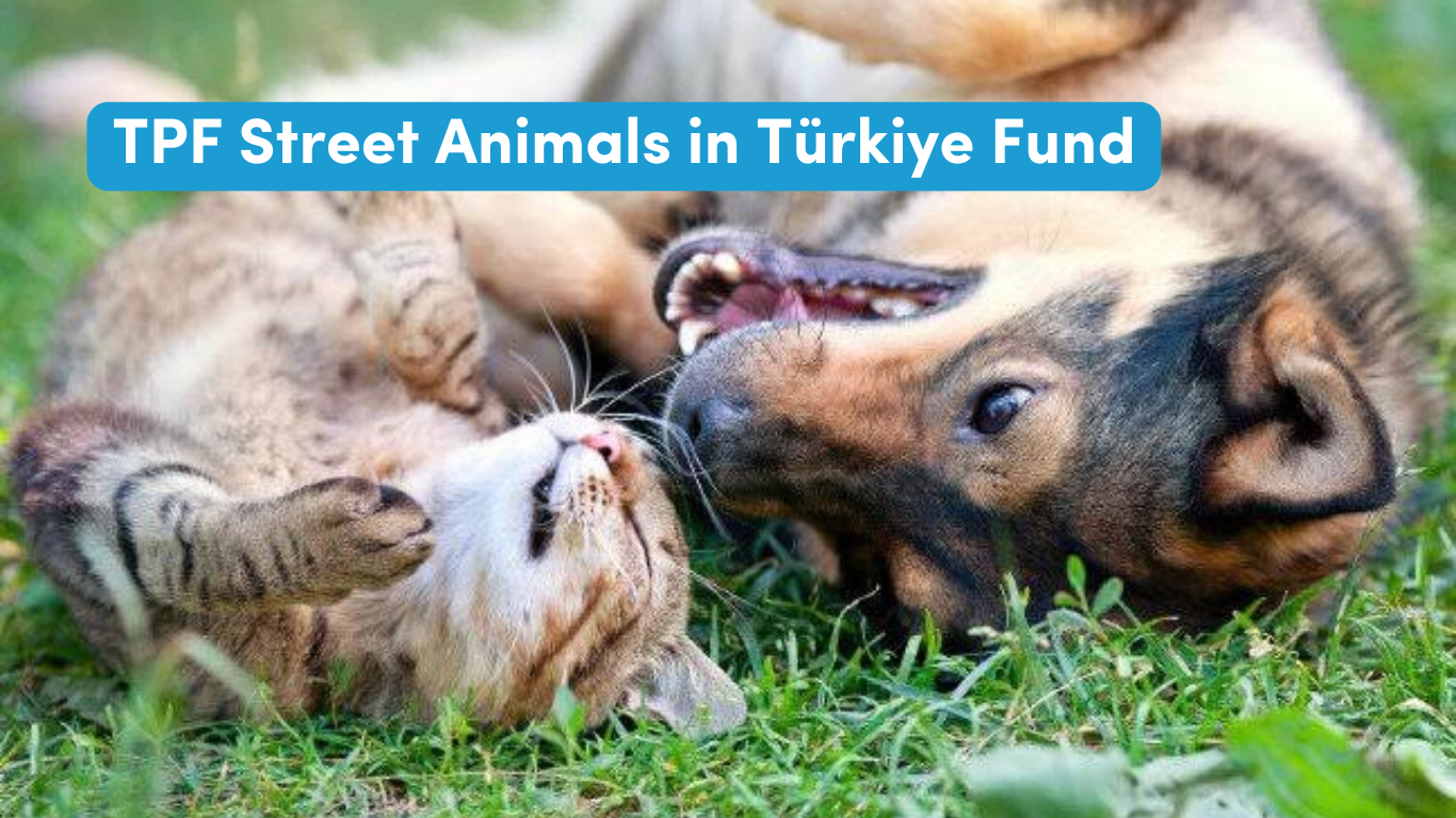 TPF Street Animals in Turkiye Fund | Turkish Philanthropy Funds